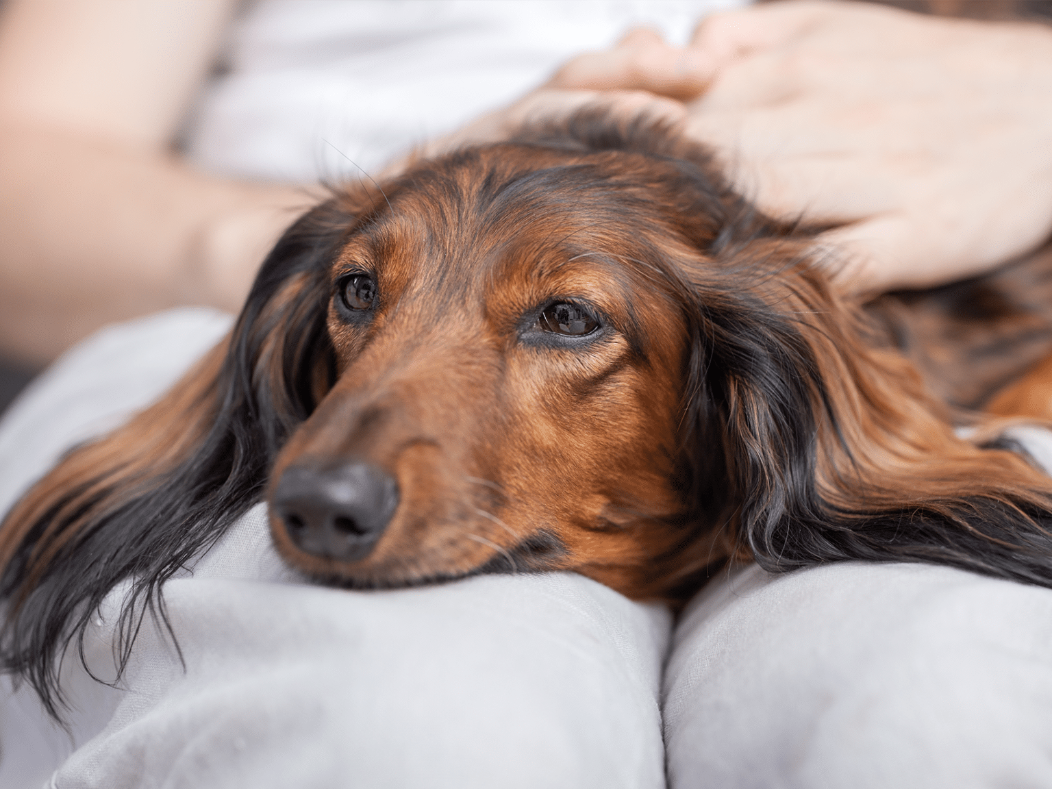 Symptomen van misselijkheid bij een hond, herken en help je hond