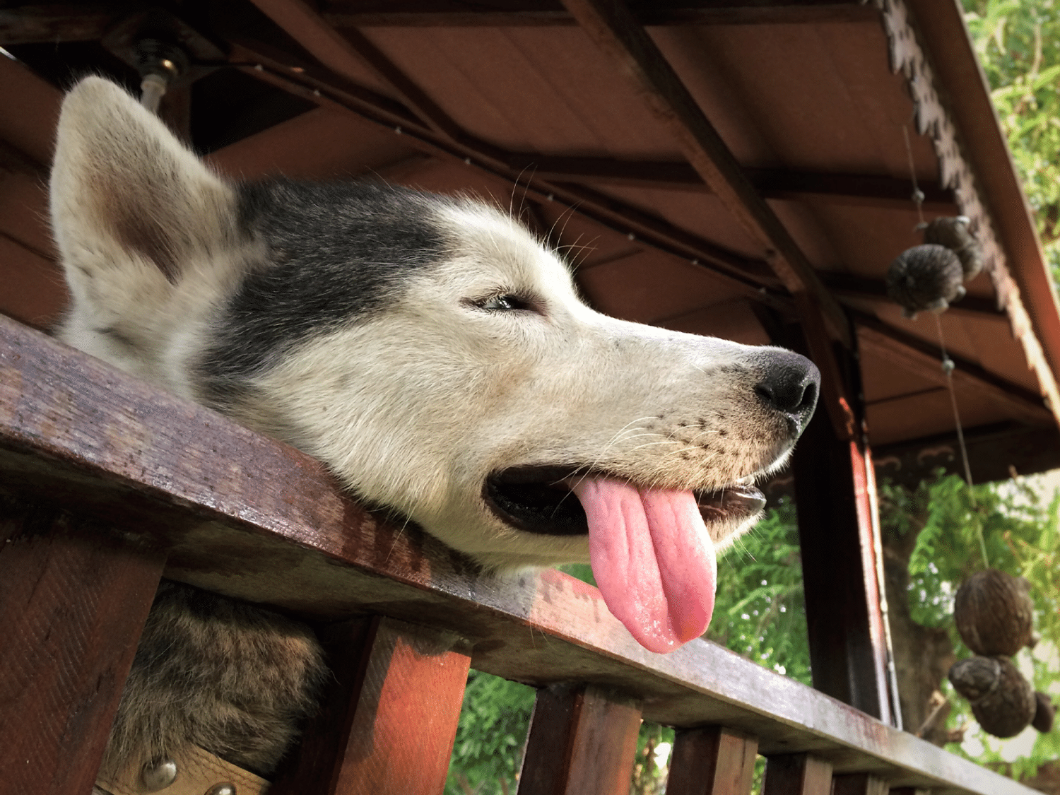Symptomen van uitdroging bij een hond, herken en behandel snel