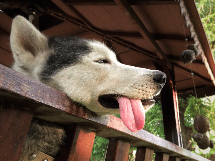 Symptomen van uitdroging bij een hond, herken en behandel snel