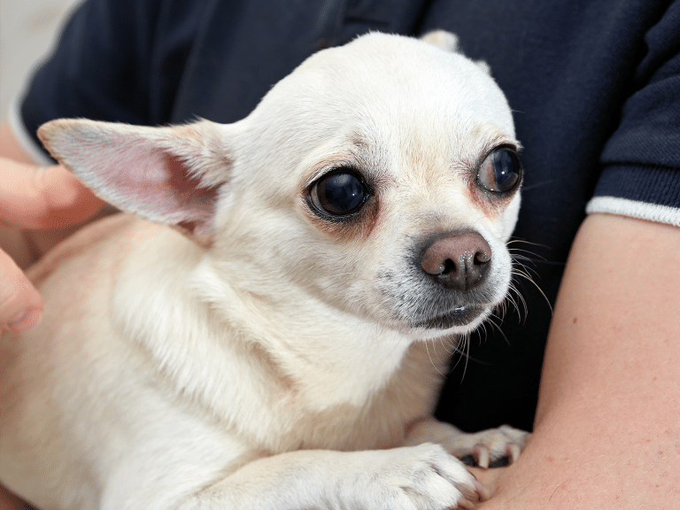 Waarom beeft een hond? Ontdek de oorzaken en oplossingen hier!