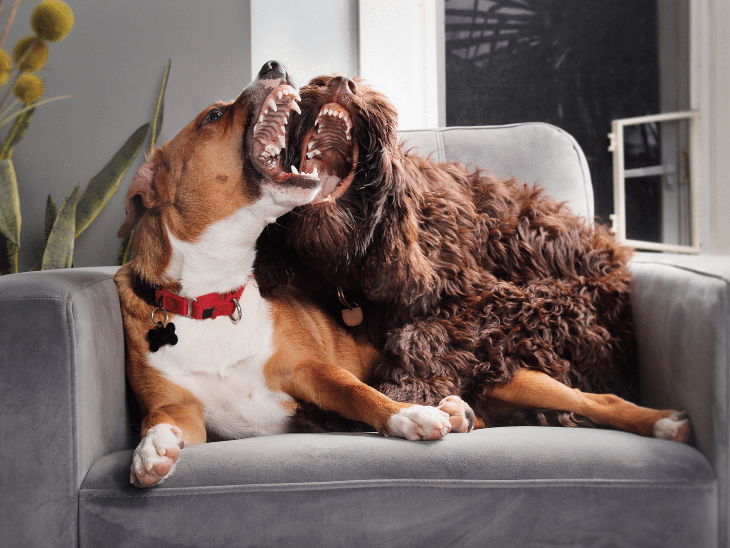 Waarom bijt een hond een andere hond? Lees de redenen hier!