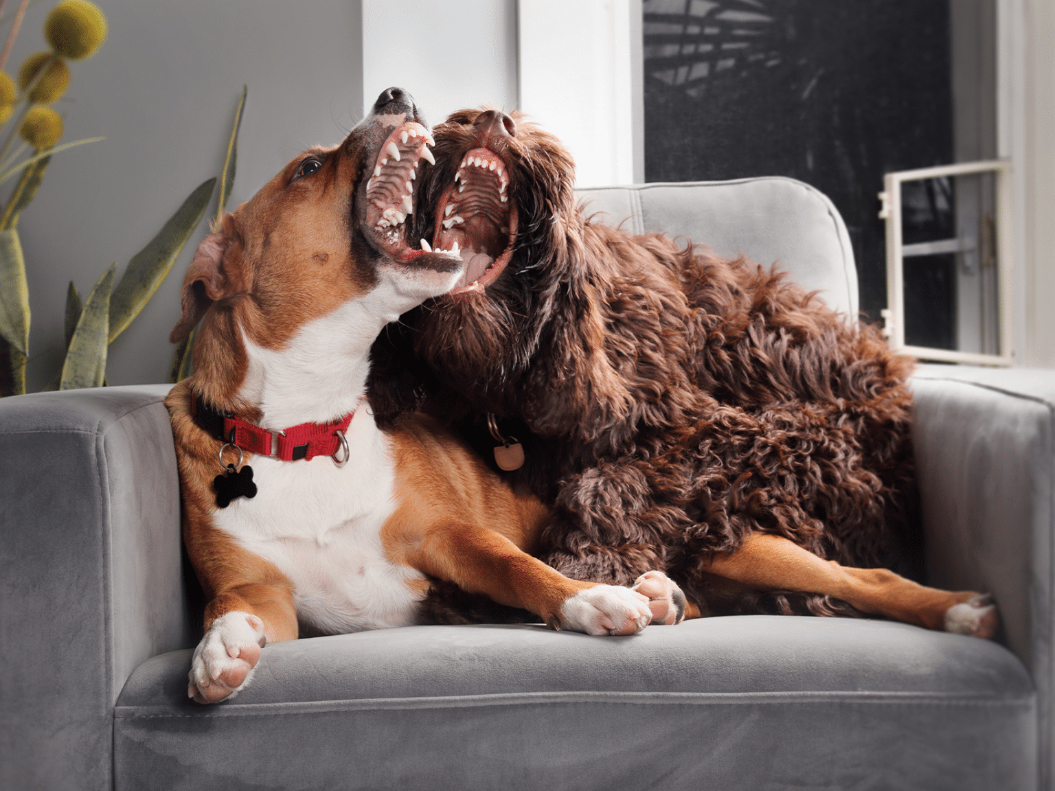 Waarom bijt een hond een andere hond? Lees de redenen hier!