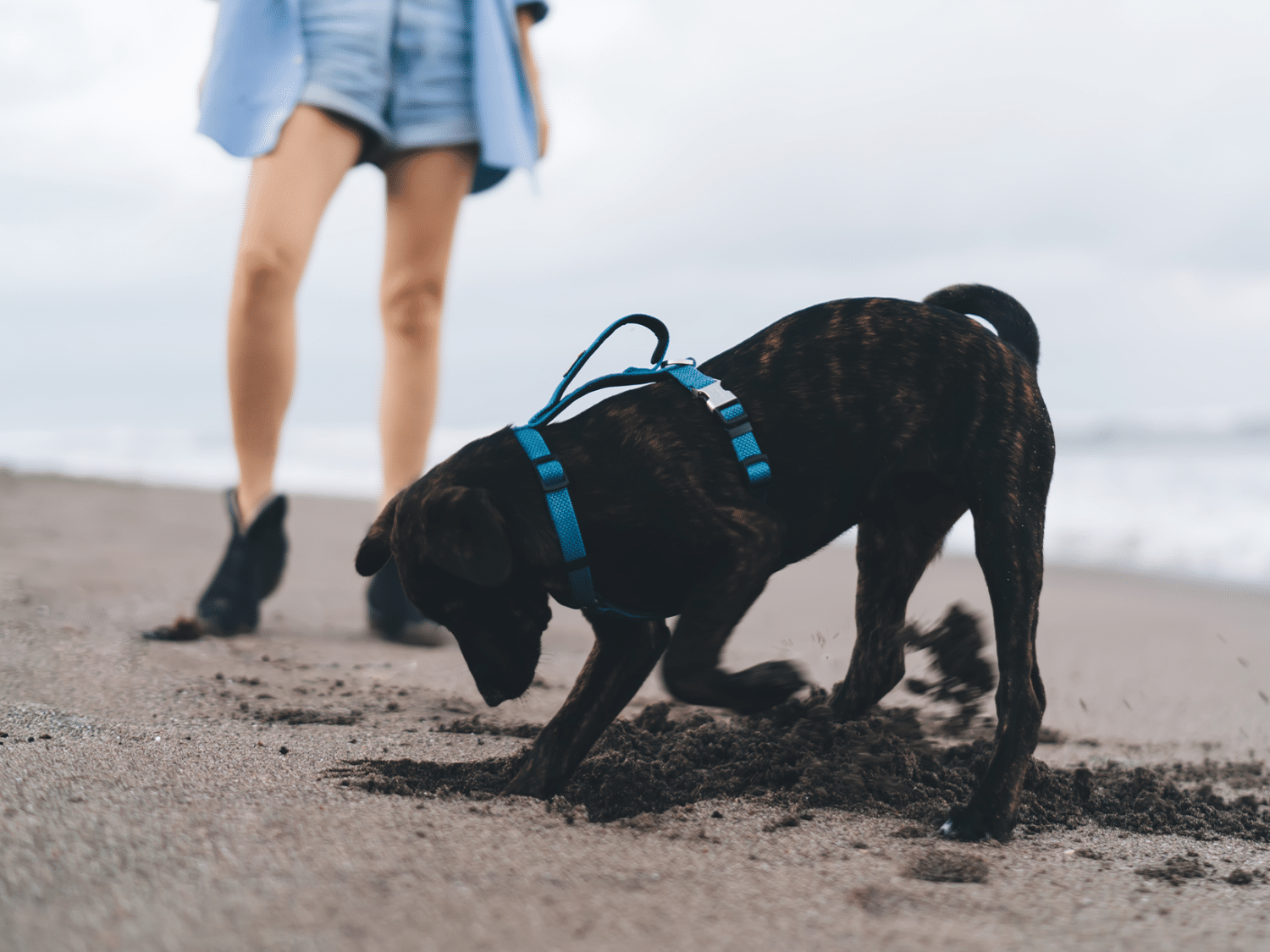 Waarom graaft een hond? Lees de redenen hier!