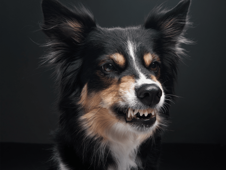 Waarom gromt een hond? Ontdek de oorzaken hier!