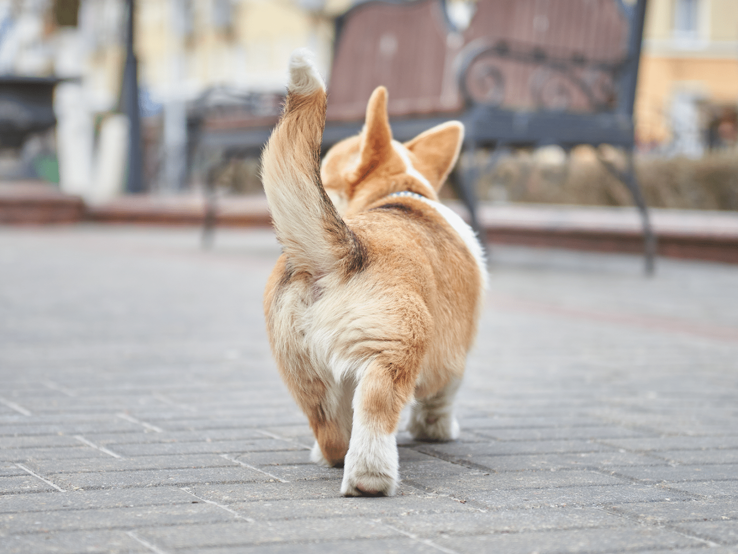 Waarom heeft een hond een staart? Ontdek de functies hier!