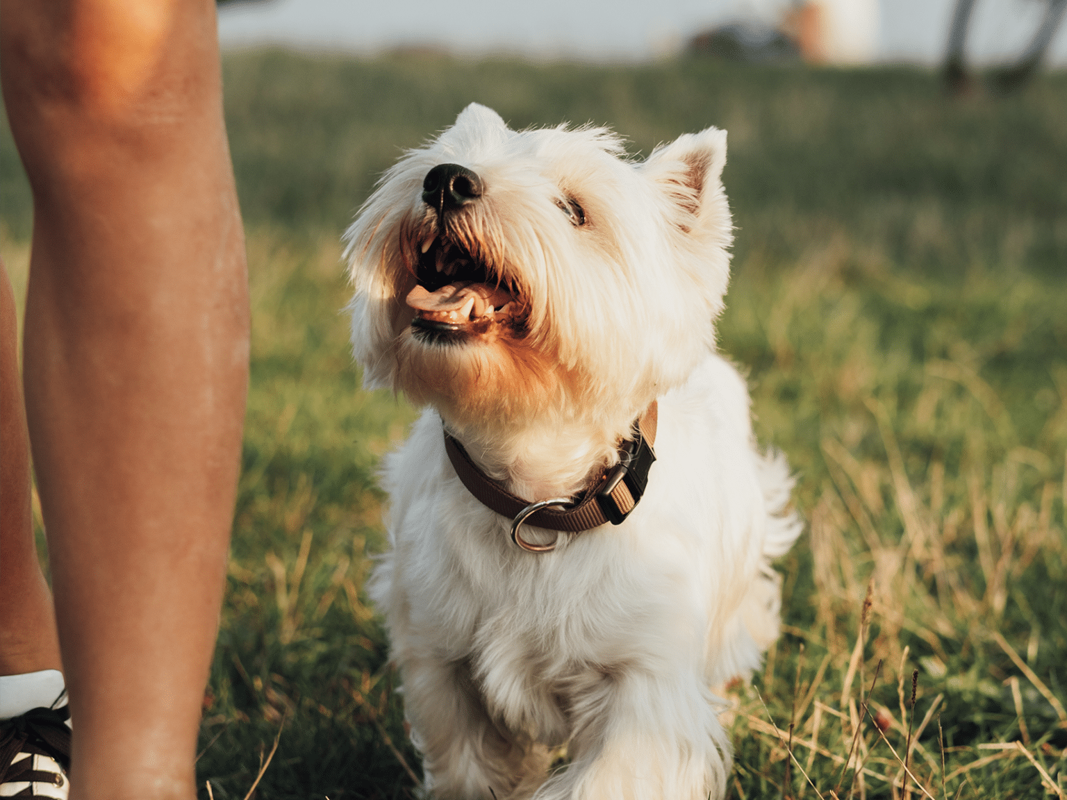 Waarom loopt een hond achter je aan? Ontdek de redenen hier!