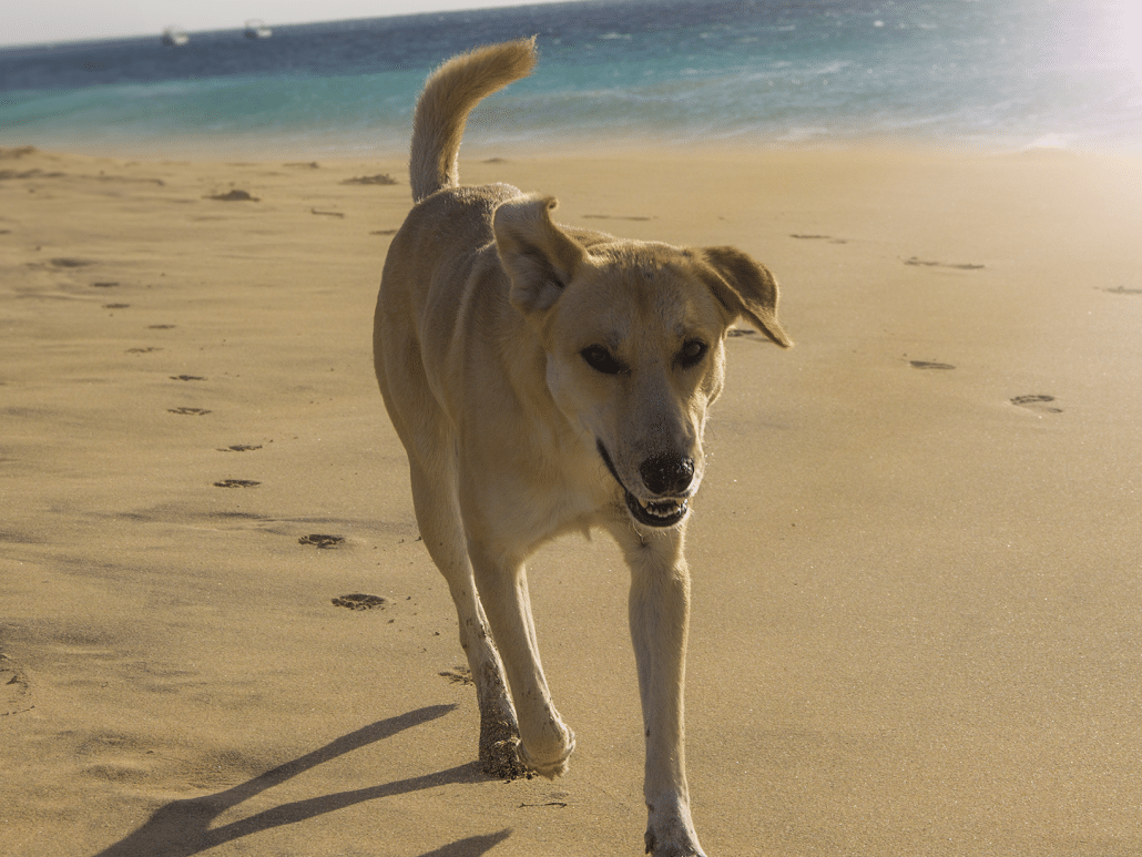 Waarom loopt een hond scheef? Ontdek de oorzaken hier!