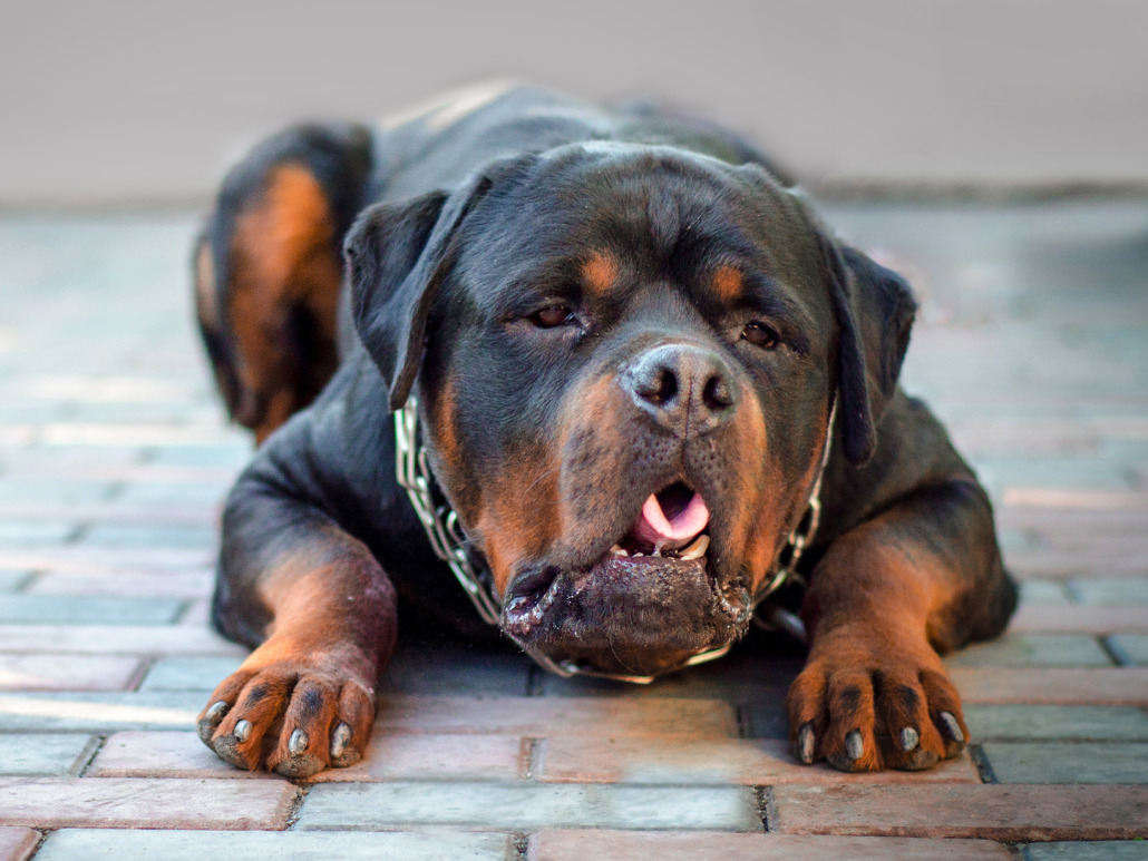 Waarom moet een hond overgeven? Ontdek de oorzaken hier!