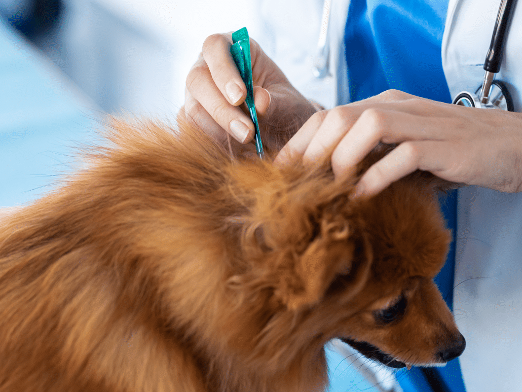 Waarom een hond ontwormen? Leer de redenen hier!