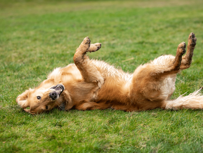 Waarom rolt een hond door het gras? Ontdek de redenen hier!