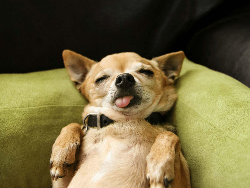 Waarom snurkt een hond? Ontdek de oorzaken hier!