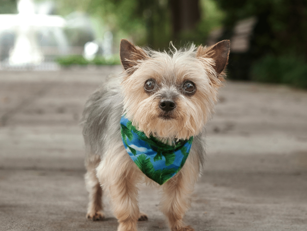 Waterhoofd symptomen bij een hond, herken en help je huisdier