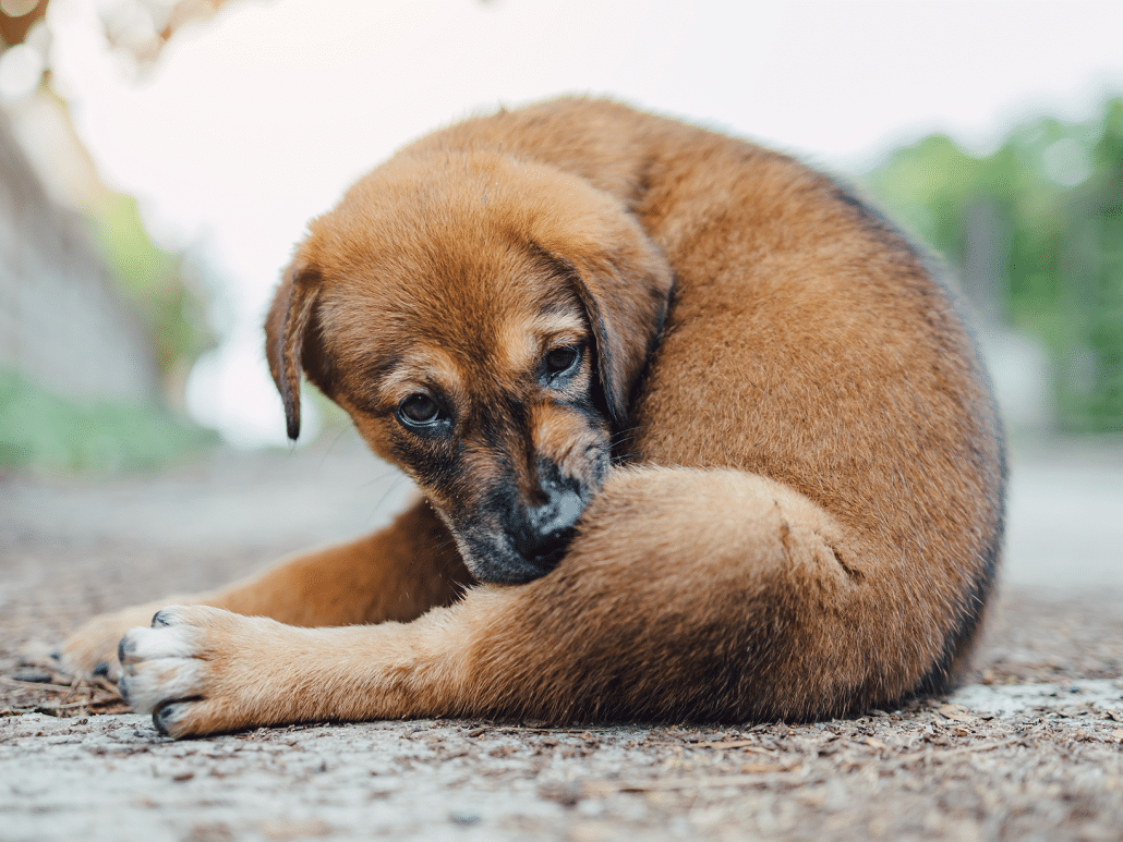 Symptomen van wormen bij een hond, herken en behandel snel