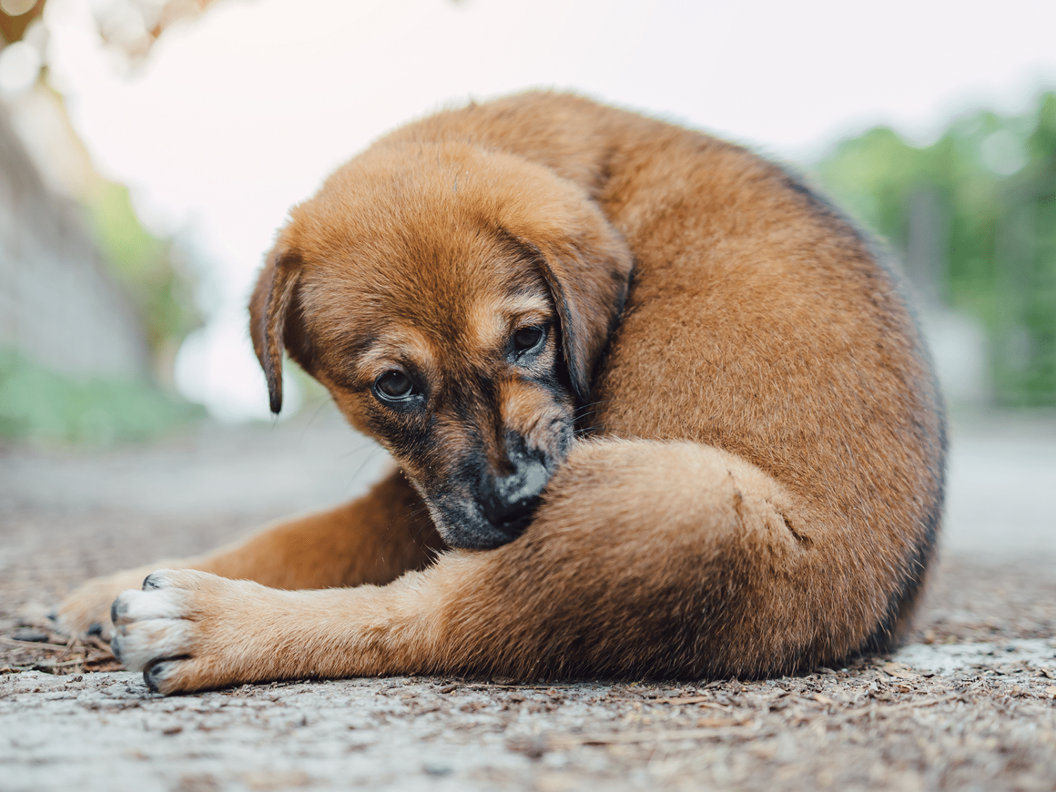 Symptomen van wormen bij een hond, herken en behandel snel