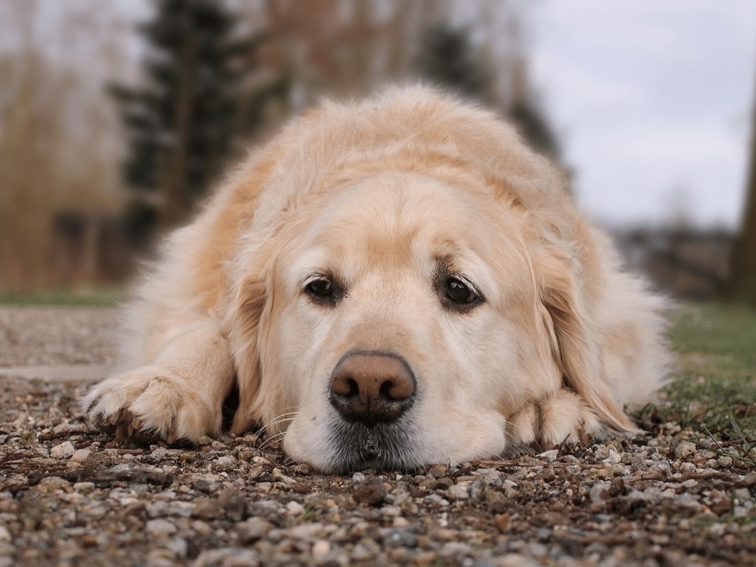 Een ontstoken neus van een hond: oorzaken en behandeling