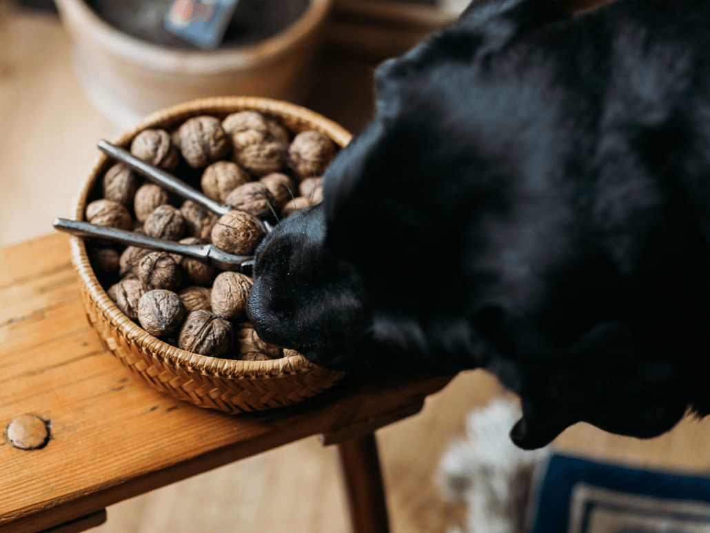 Een ontstoken neus van een hond: oorzaken en behandeling