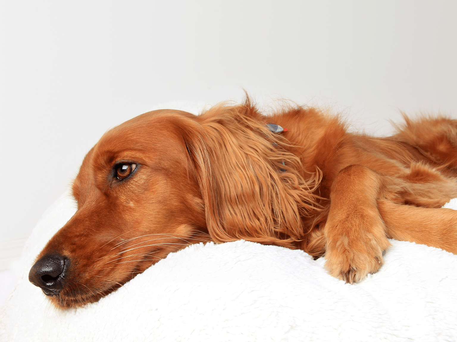 Ontstoken anus hond: symptomen, behandeling en verzorging