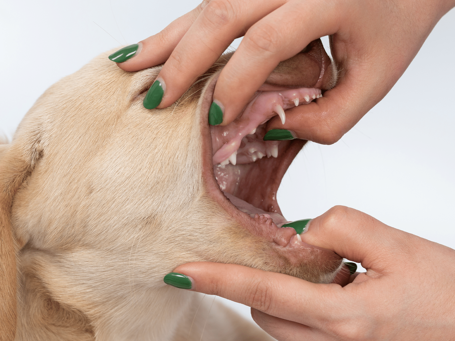 Ontstoken gehemelte hond: symptomen en behandelingstips
