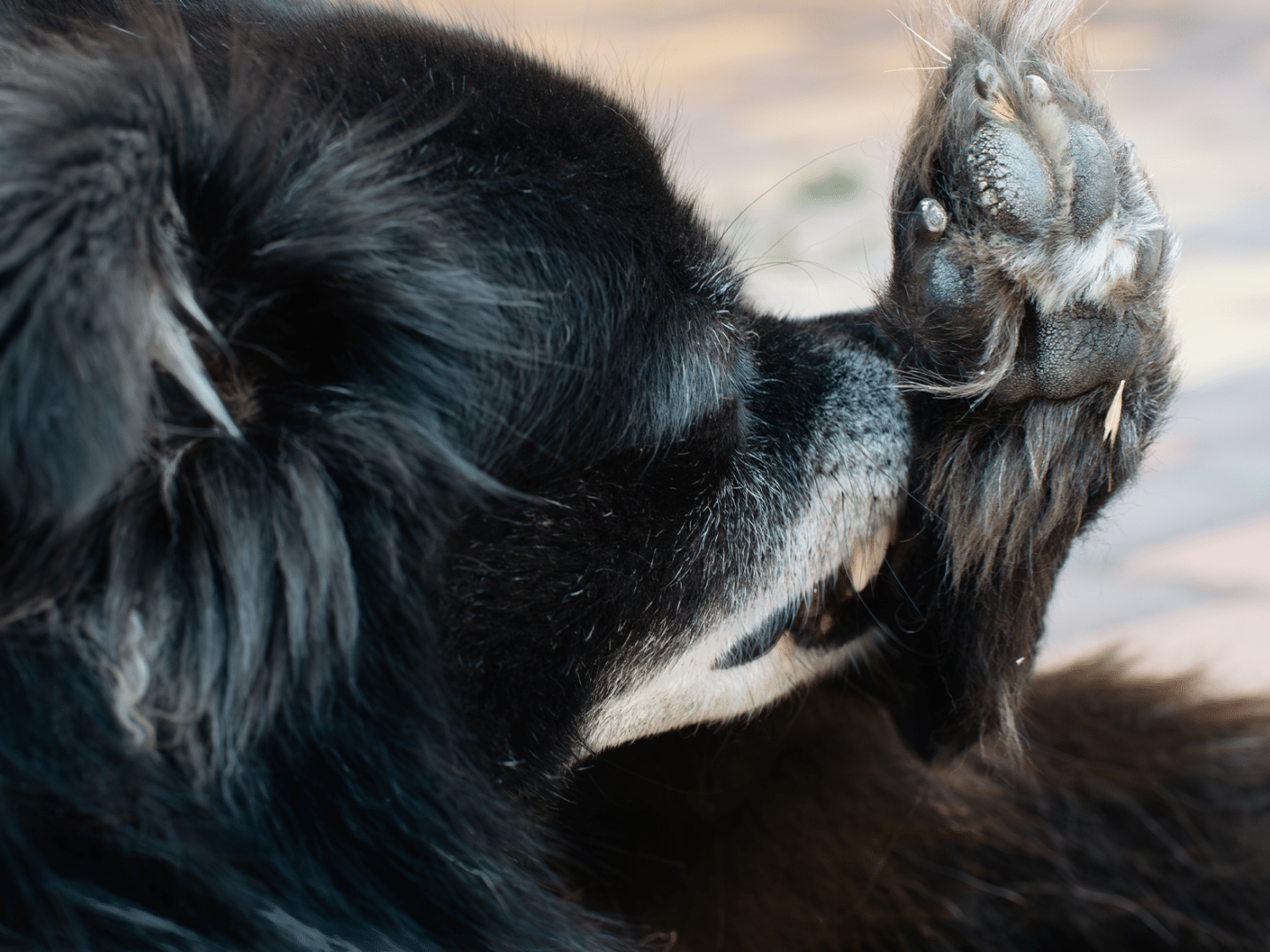 Ontstoken poot van een hond: symptomen en behandeling