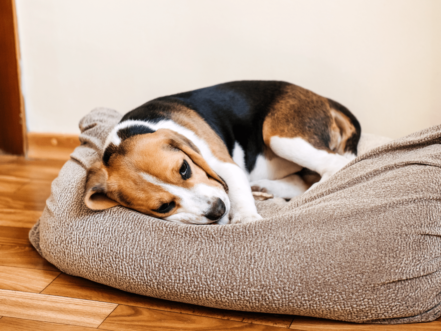 Ontstoken staartklier van een hond: oorzaken en behandeling