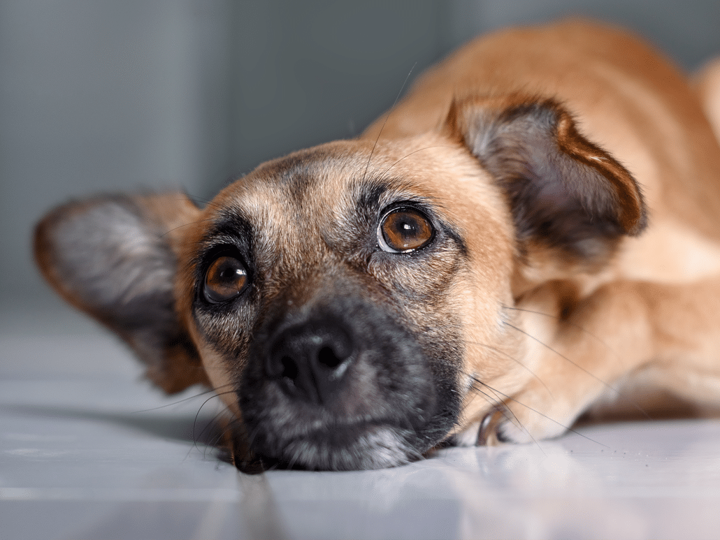 Ontstoken talgklier van een hond: oorzaken en behandeling
