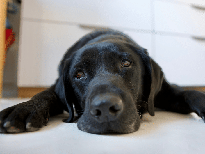 Ontstoken teelbal van een hond: oorzaken en behandeling