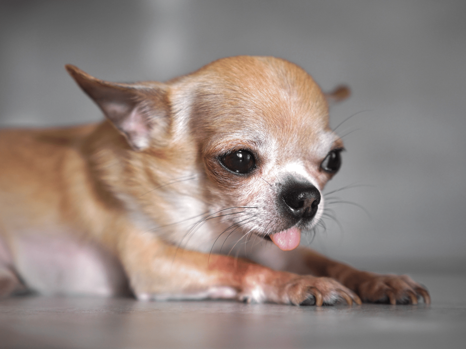 Ontstoken teen van een hond: oorzaken en behandeling