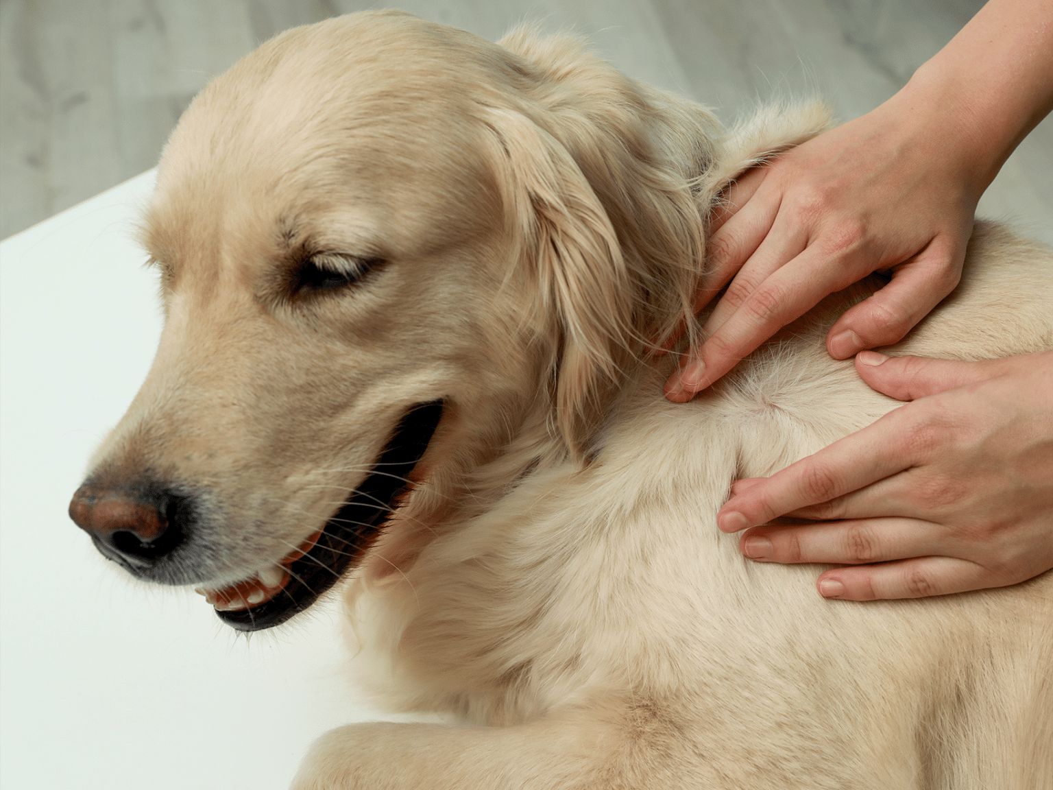 Ontstoken tekenbeet bij een hond: symptomen en behandeling