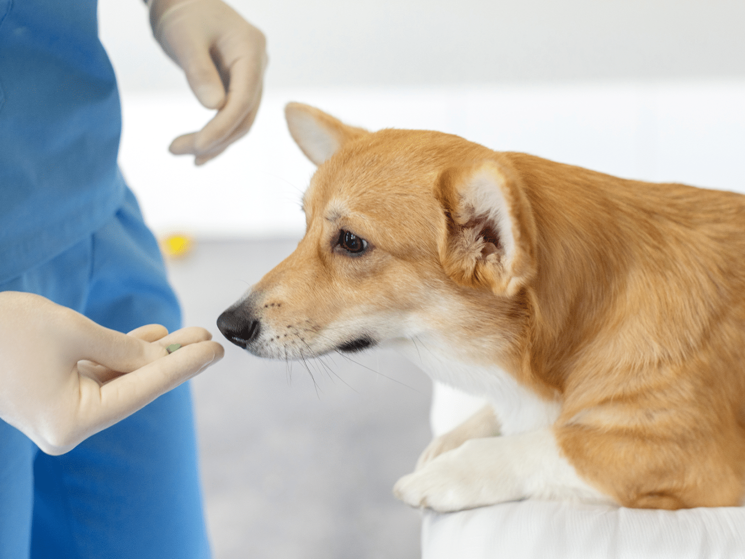 Ontstoken tepel behandeling bij een hond: tips en advies