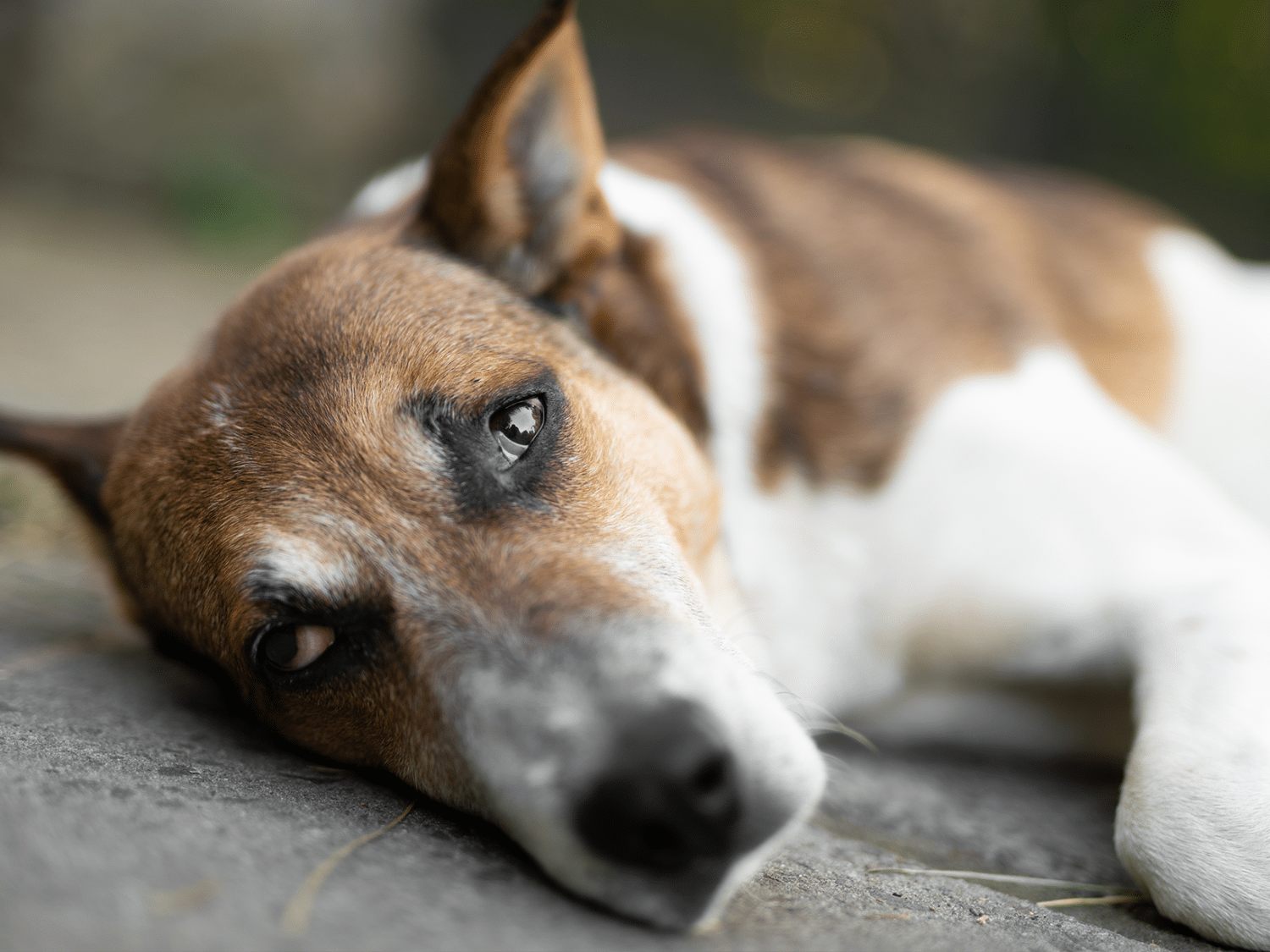 Ontstoken voorhuid van een hond: symptomen en behandelingen
