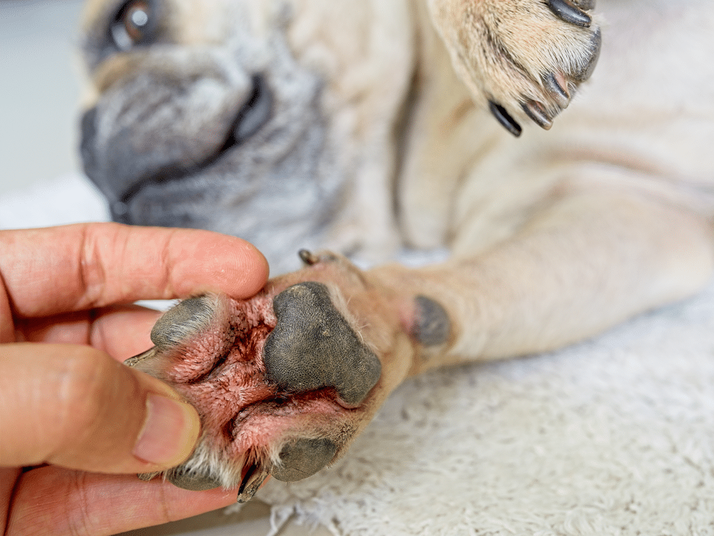 Ontstoken wond van een hond behandelen: tips en oplossingen