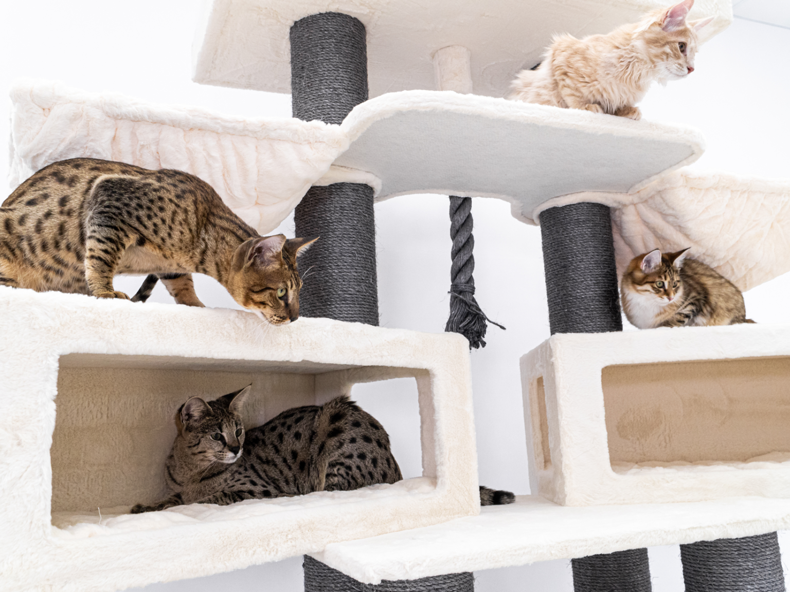 Wanneer kan je een kat steriliseren? Leeftijd en voordelen