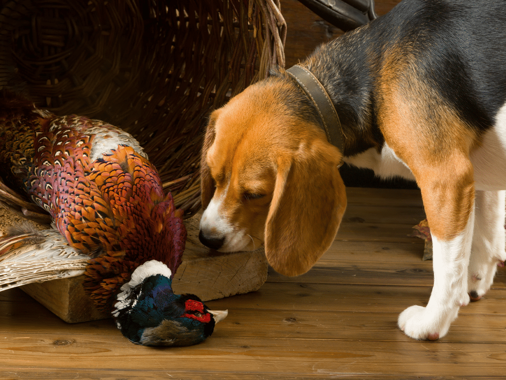 Waarom eet een hond een dood dier? Ontdek het hier