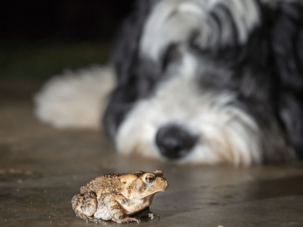 Waarom eet mijn hond een pad? Oorzaken en preventie.