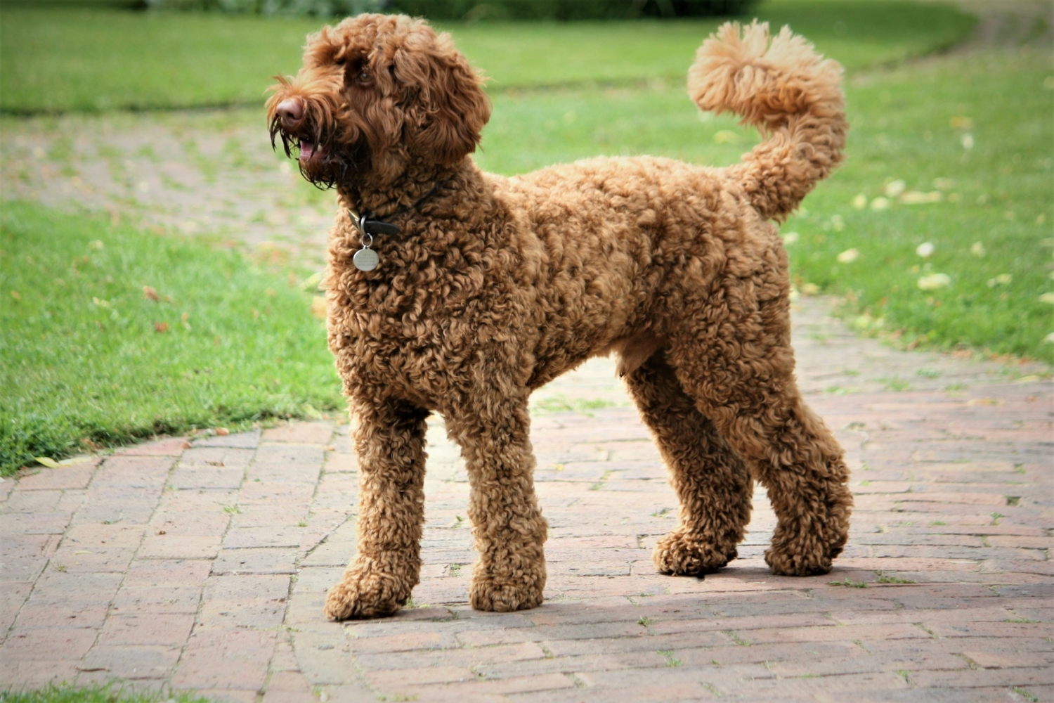 Lymfoom symptomen bij een hond, herken de tekenen snel